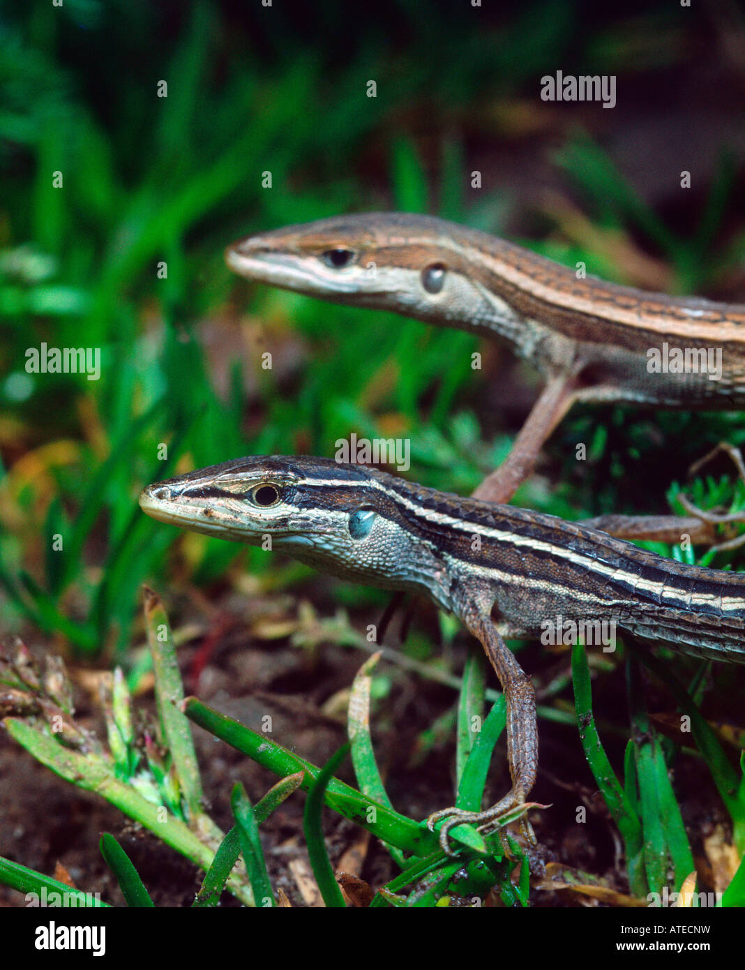 Two Tailed Lizard High Resolution Stock Photography and Images - Alamy