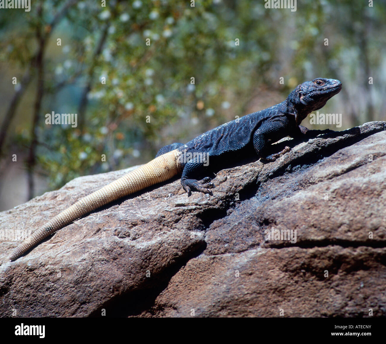 Common chuckwalla sauromalus obesus hi-res stock photography and images ...