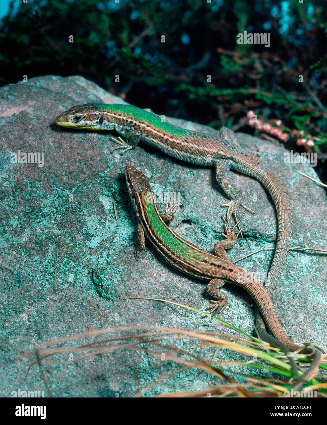 Animals lizard hi-res stock photography and images - Alamy