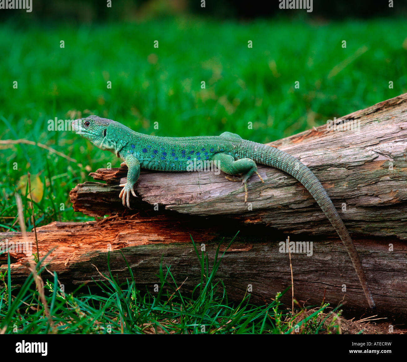Ocellated lizard adult hi-res stock photography and images - Alamy