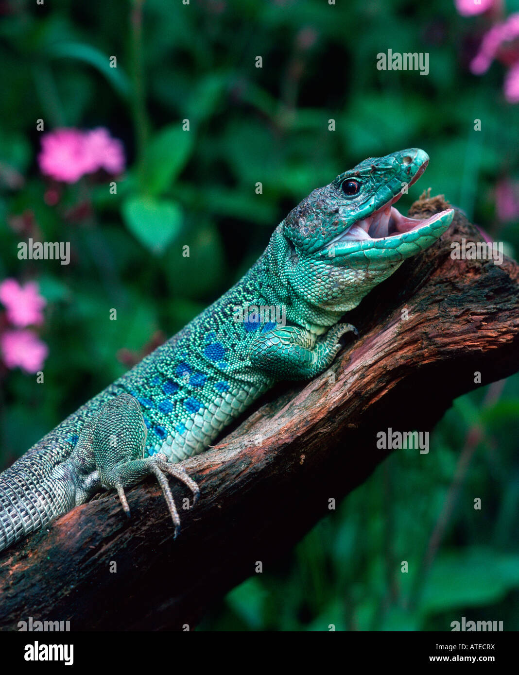 Ocellated lizard adult hi-res stock photography and images - Alamy
