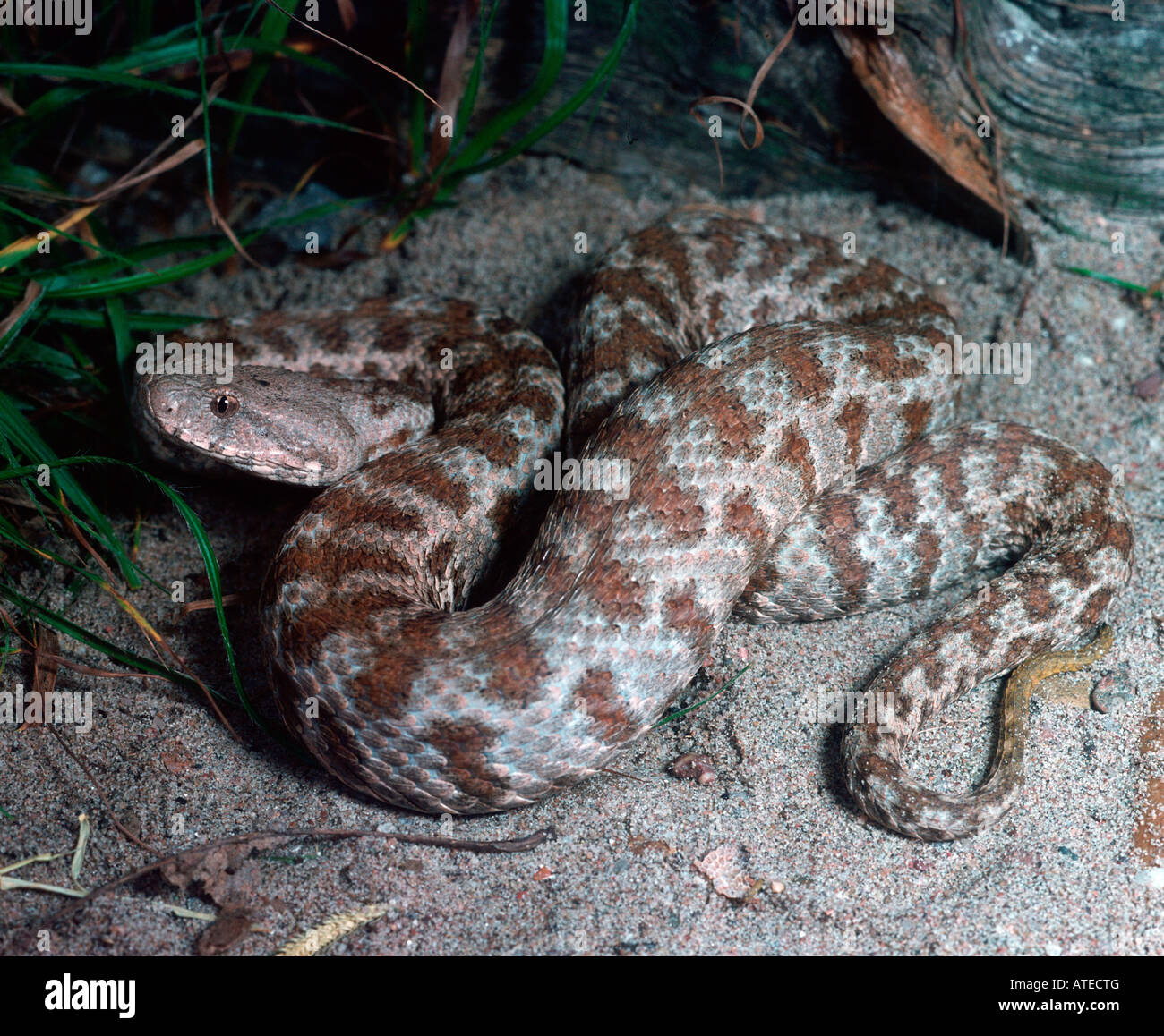 Blunt Nosed Viper High Resolution Stock Photography and Images - Alamy