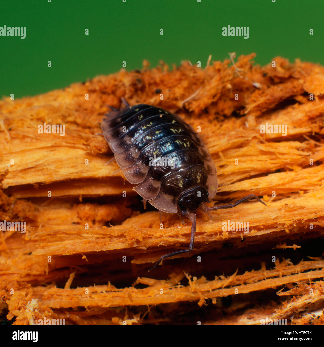 Common Rough Woodlouse Stock Photo - Alamy