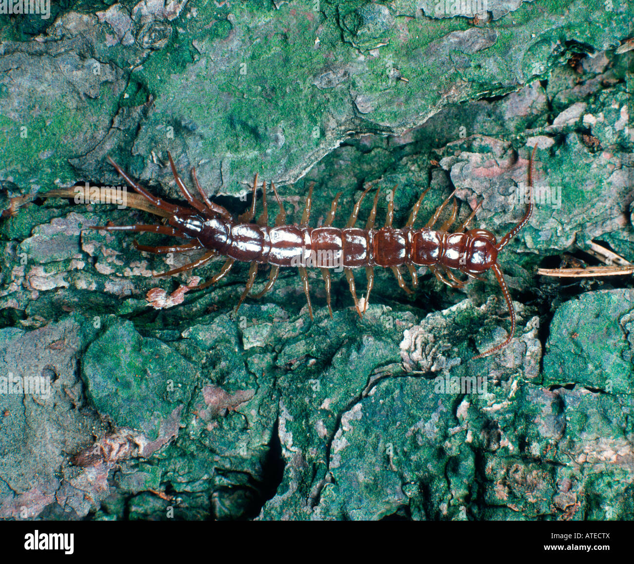 Centipedes lithobius forficatus hi-res stock photography and images - Alamy
