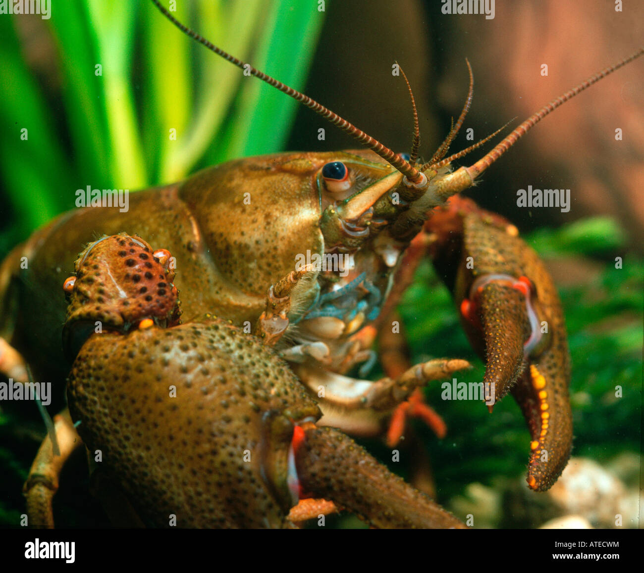 Astacus fluviatilis hi-res stock photography and images - Alamy