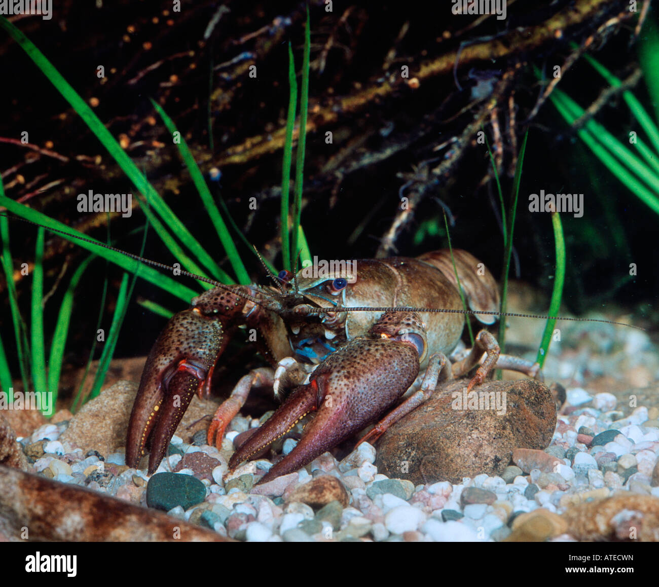 Noble crayfish hi-res stock photography and images - Alamy