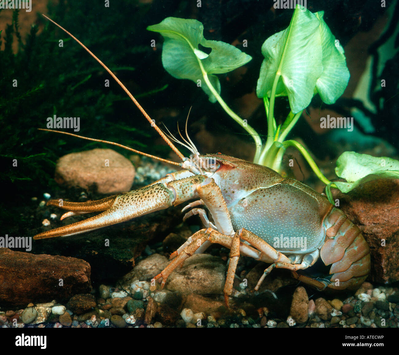 Russian Freshwater Crayfish Stock Photo - Alamy