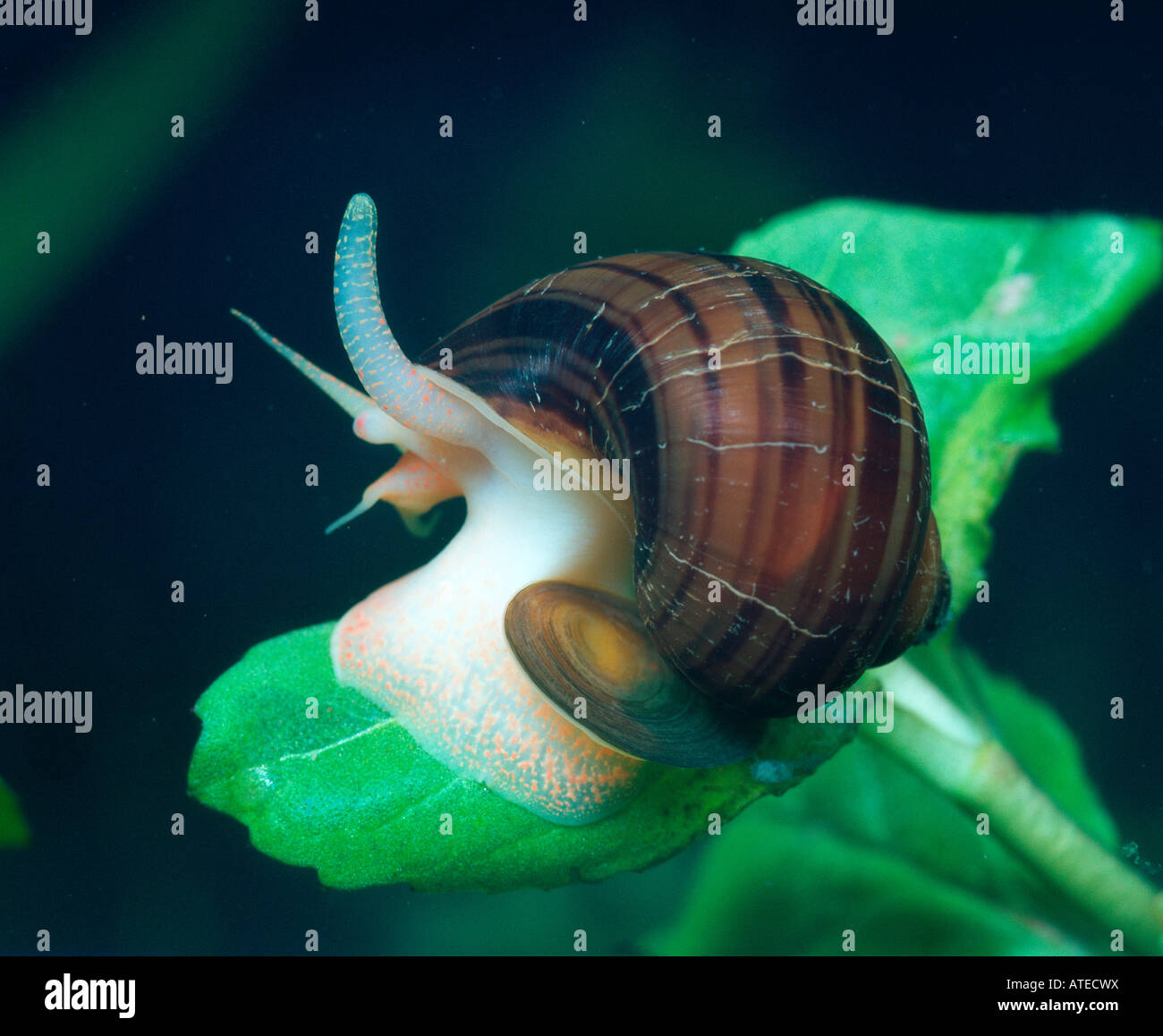 Apple snail underwater hi-res stock photography and images - Alamy