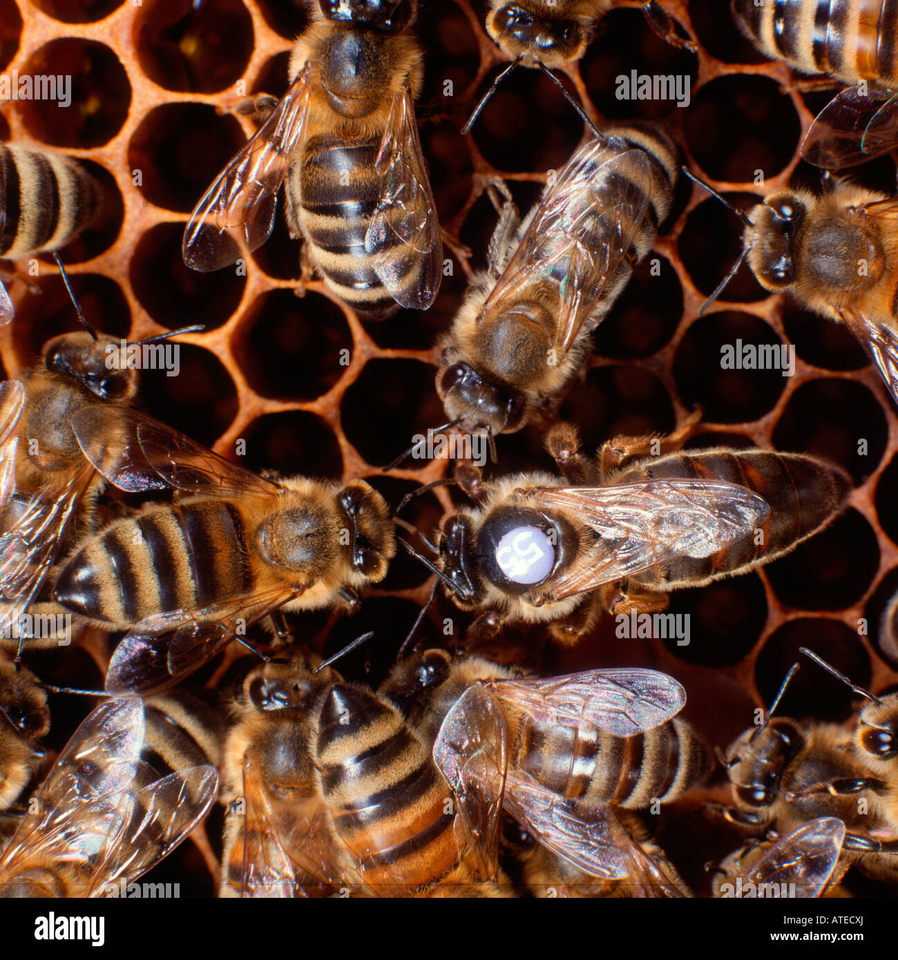 Square bee hi-res stock photography and images - Alamy