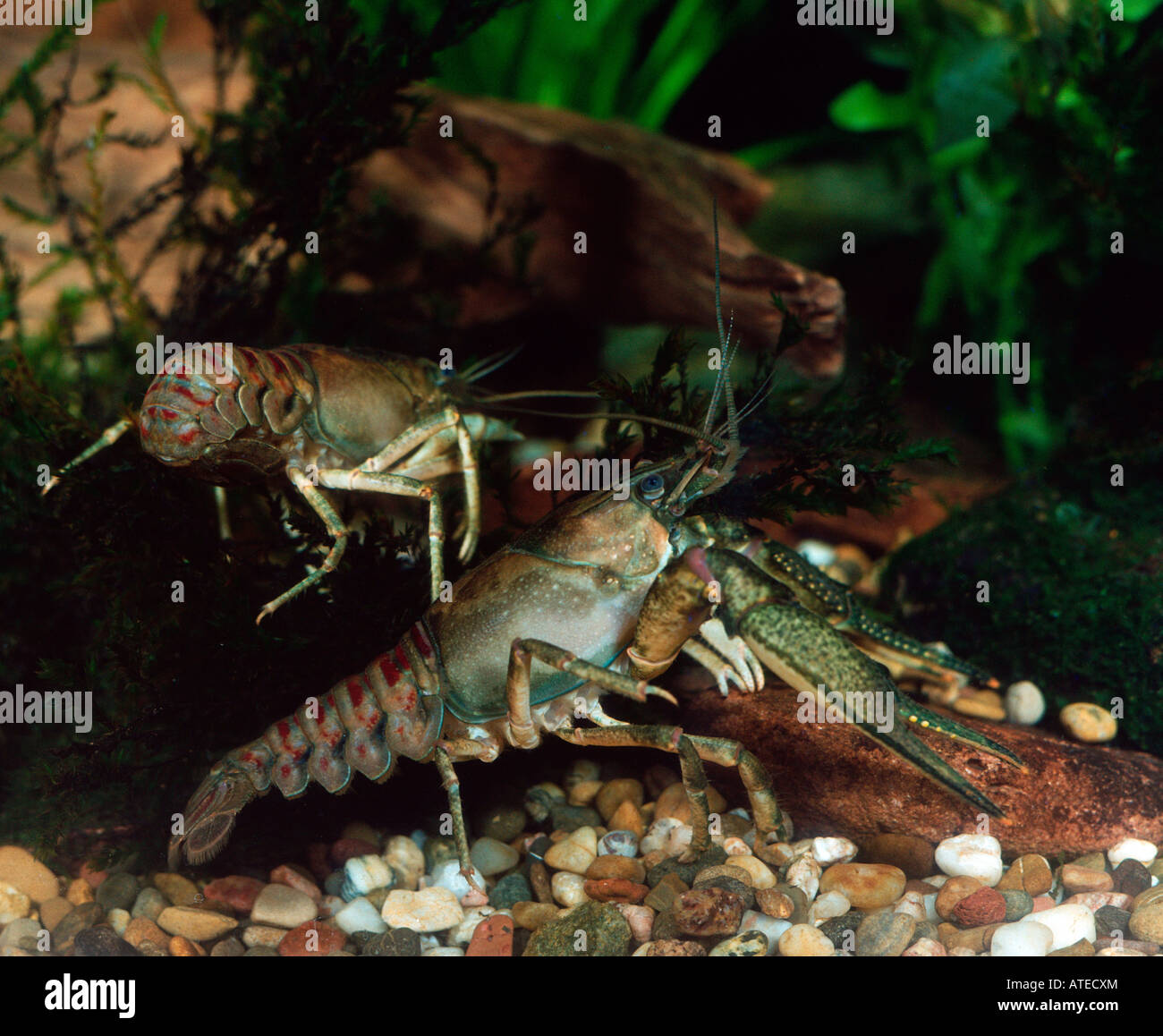 American freshwater crayfish hi-res stock photography and images - Alamy