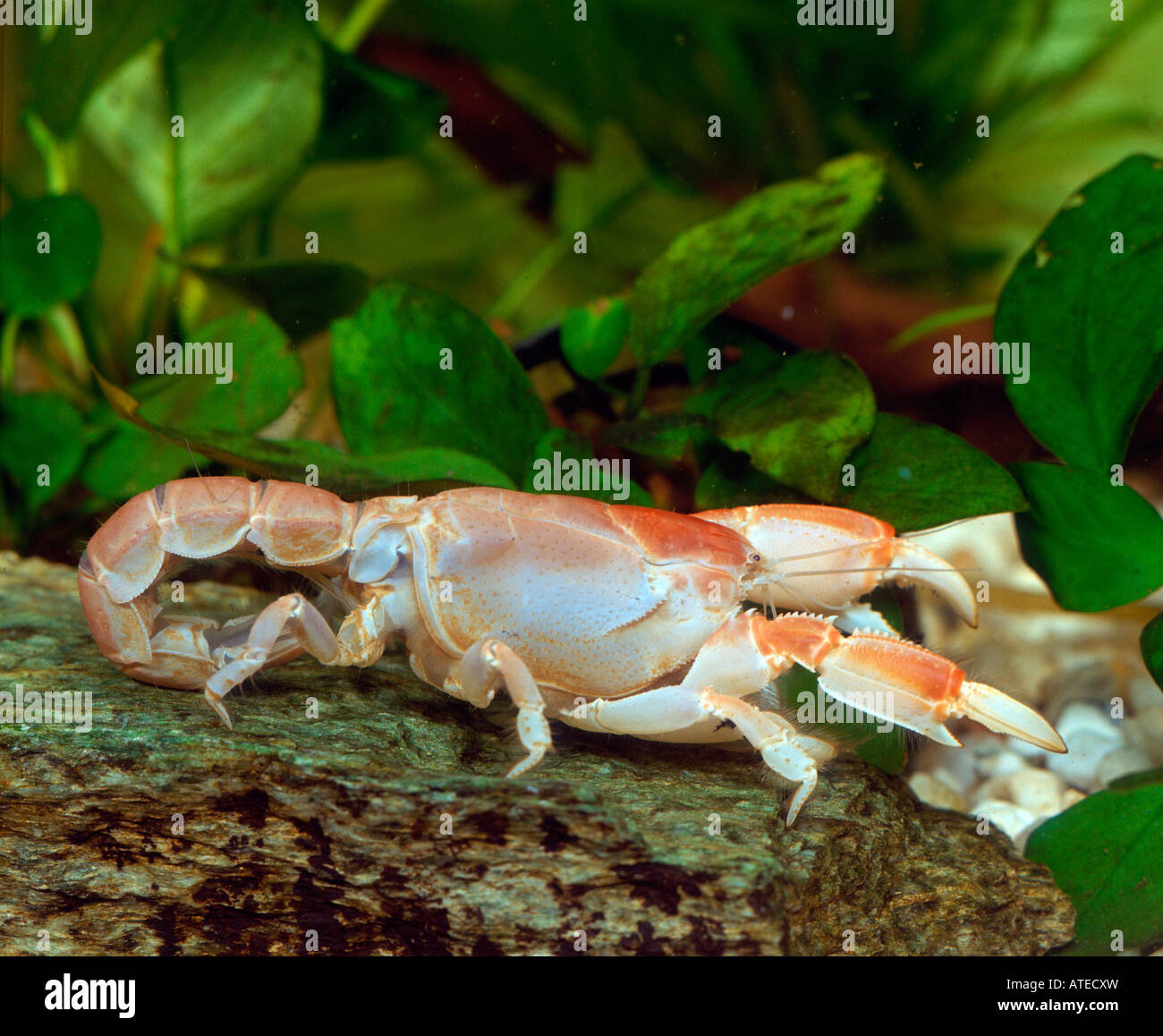 Thalassina anomala hi-res stock photography and images - Alamy