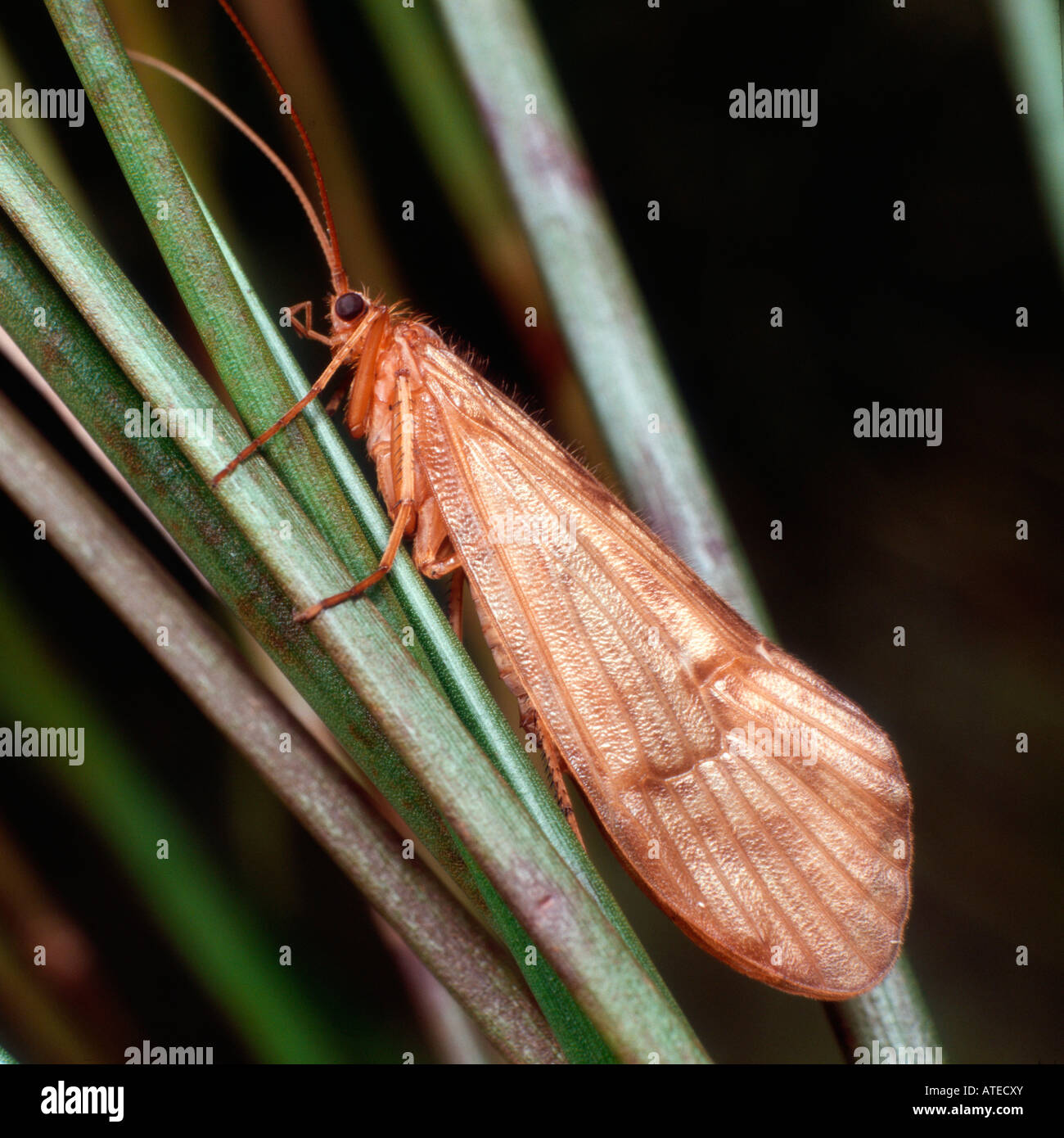 Adult caddis hi-res stock photography and images - Alamy
