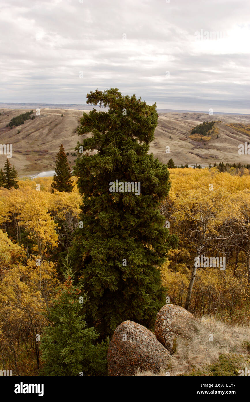 Scenic view from Conglomerate Cliffs in Cypress Hills Park in ...