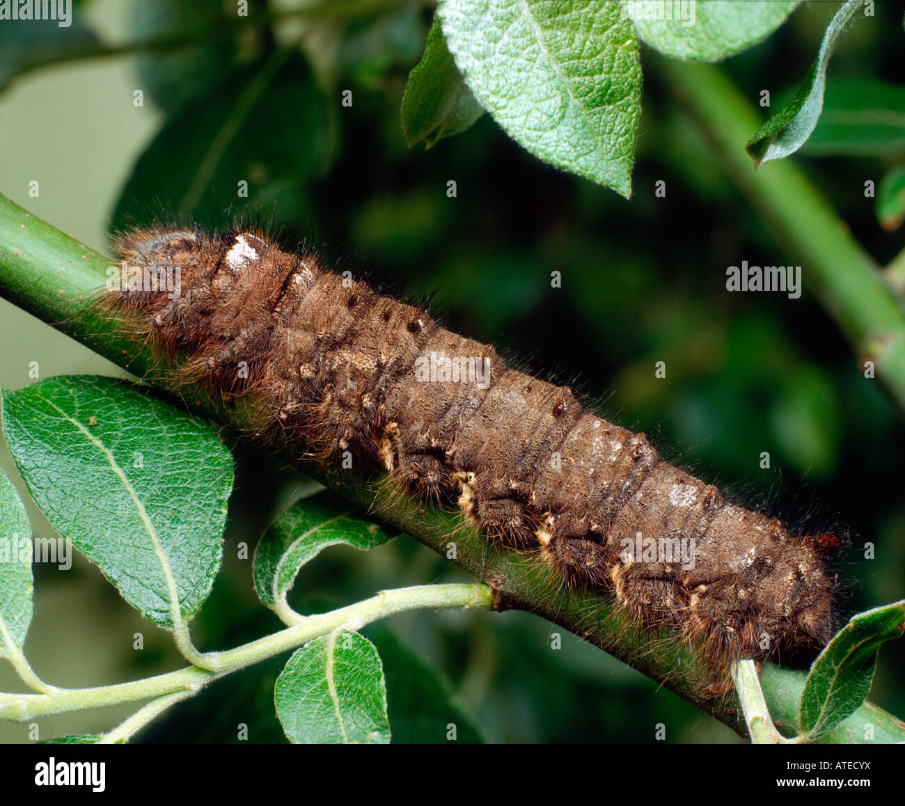 The lappet moth hi-res stock photography and images - Alamy