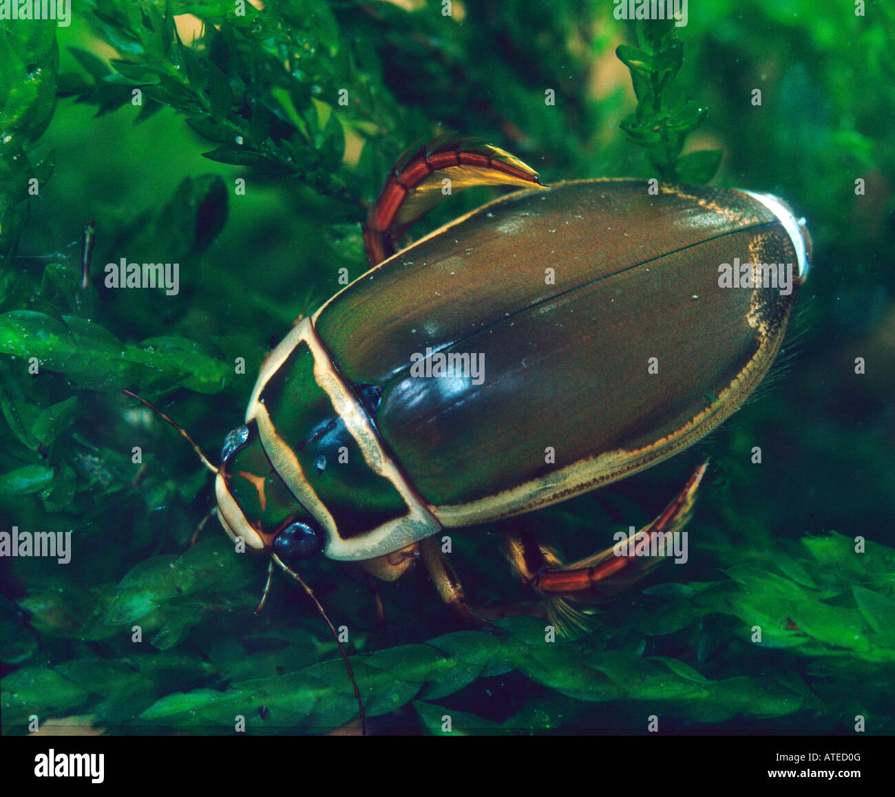 Great Diving Beetle Stock Photo - Alamy