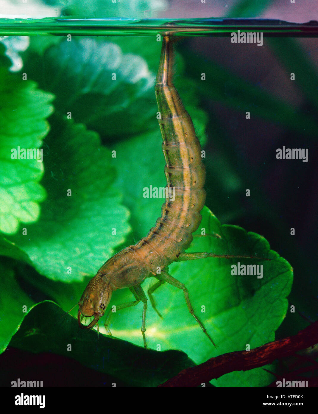 Great Diving Beetle Stock Photo - Alamy