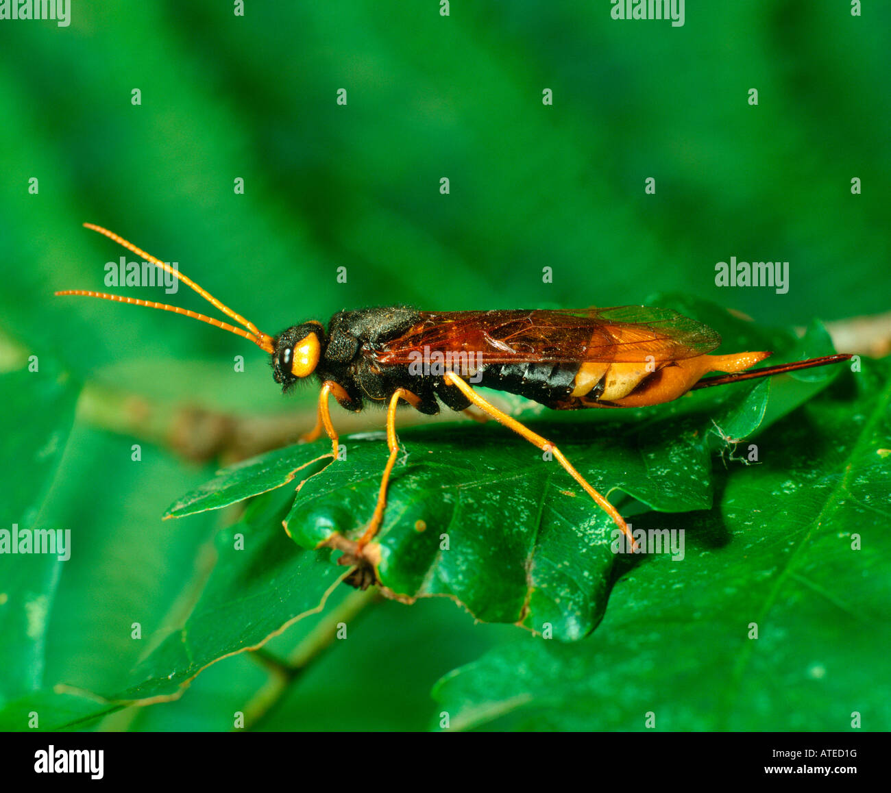 Greater horntail giant wood wasp hi-res stock photography and images ...