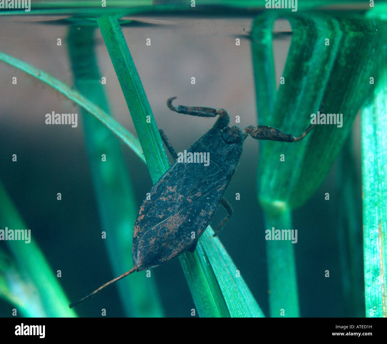 Water scorpion hi-res stock photography and images - Alamy