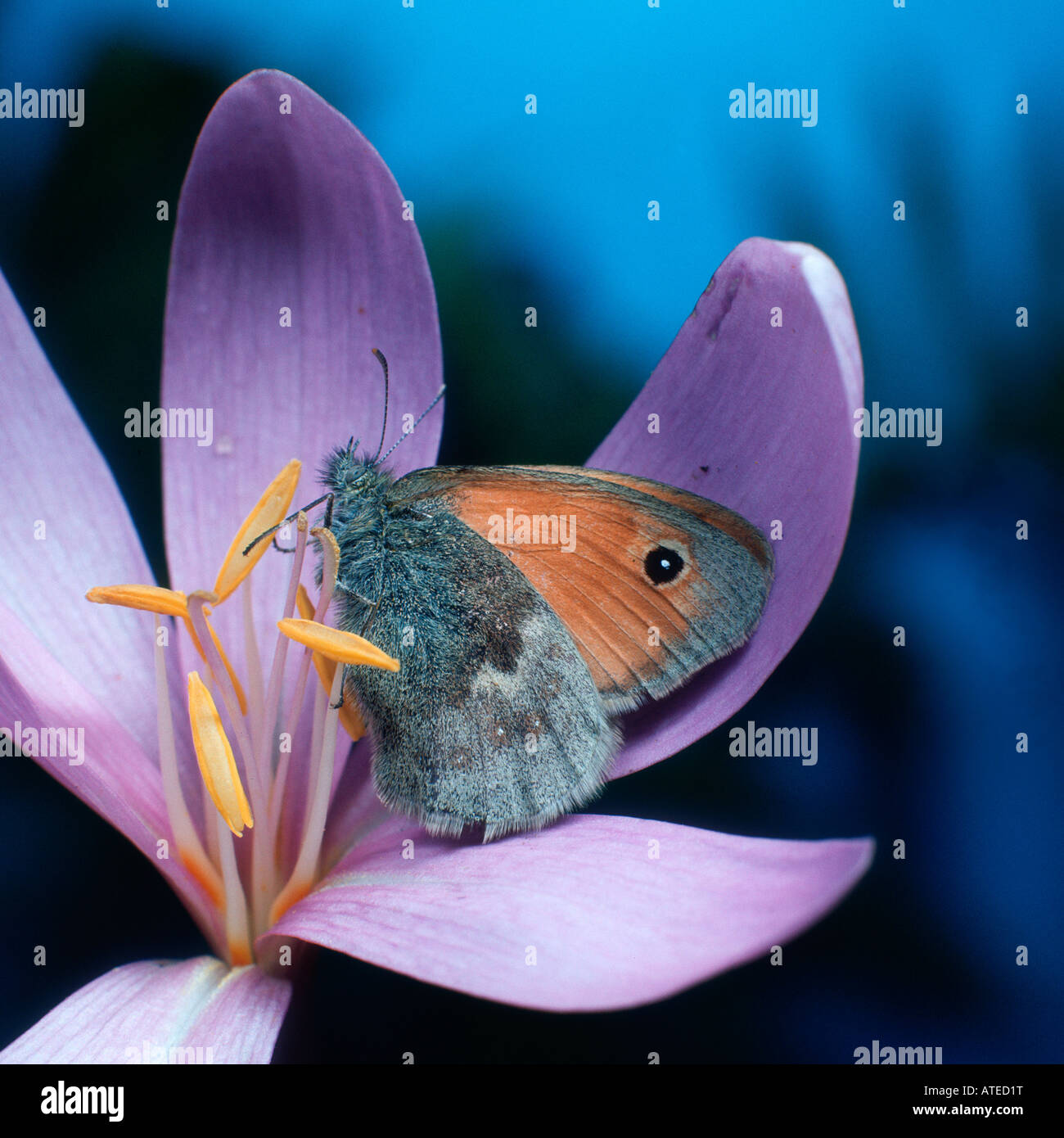 Dusky brown hi-res stock photography and images - Alamy