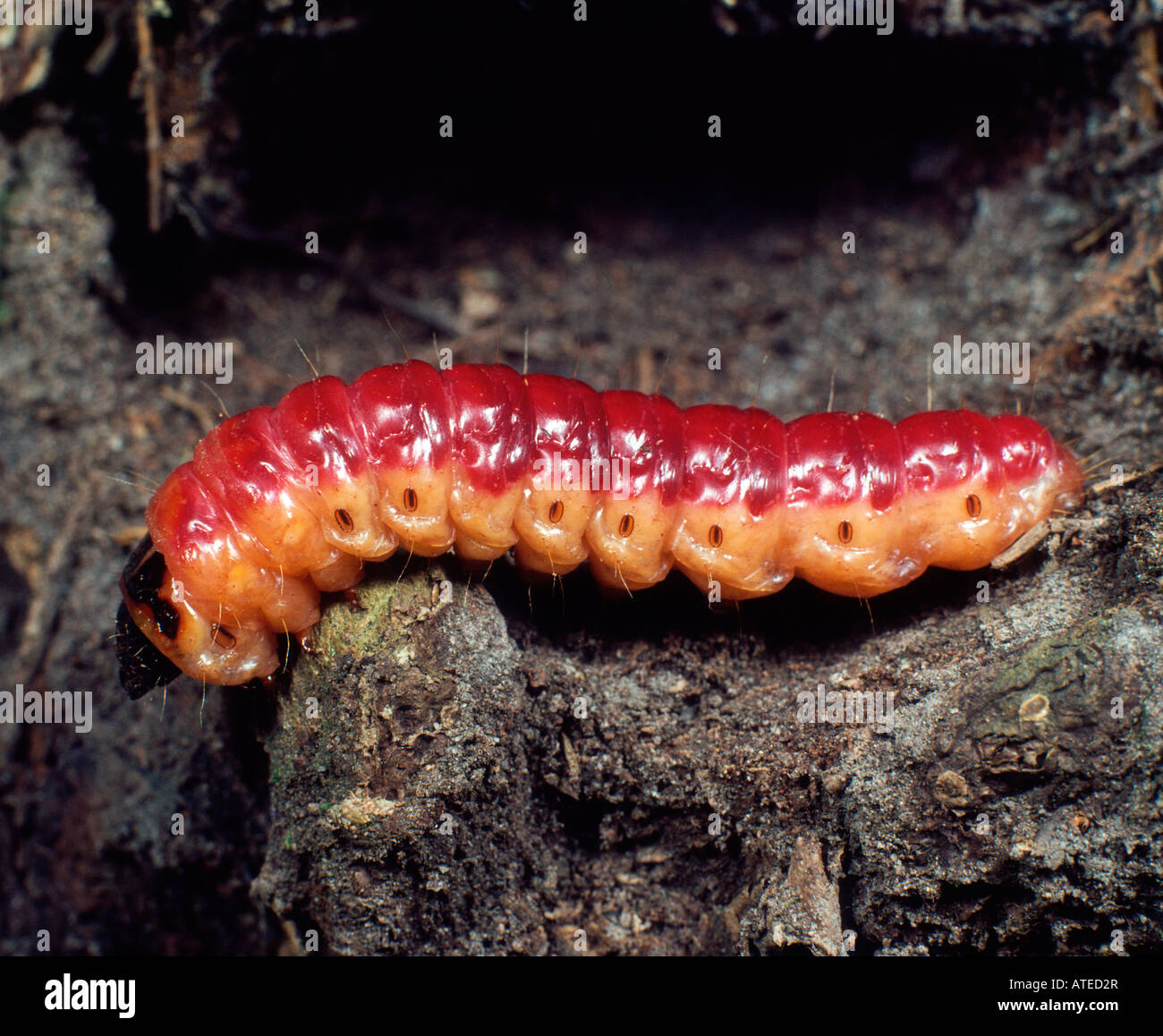 Goat moths hi-res stock photography and images - Alamy