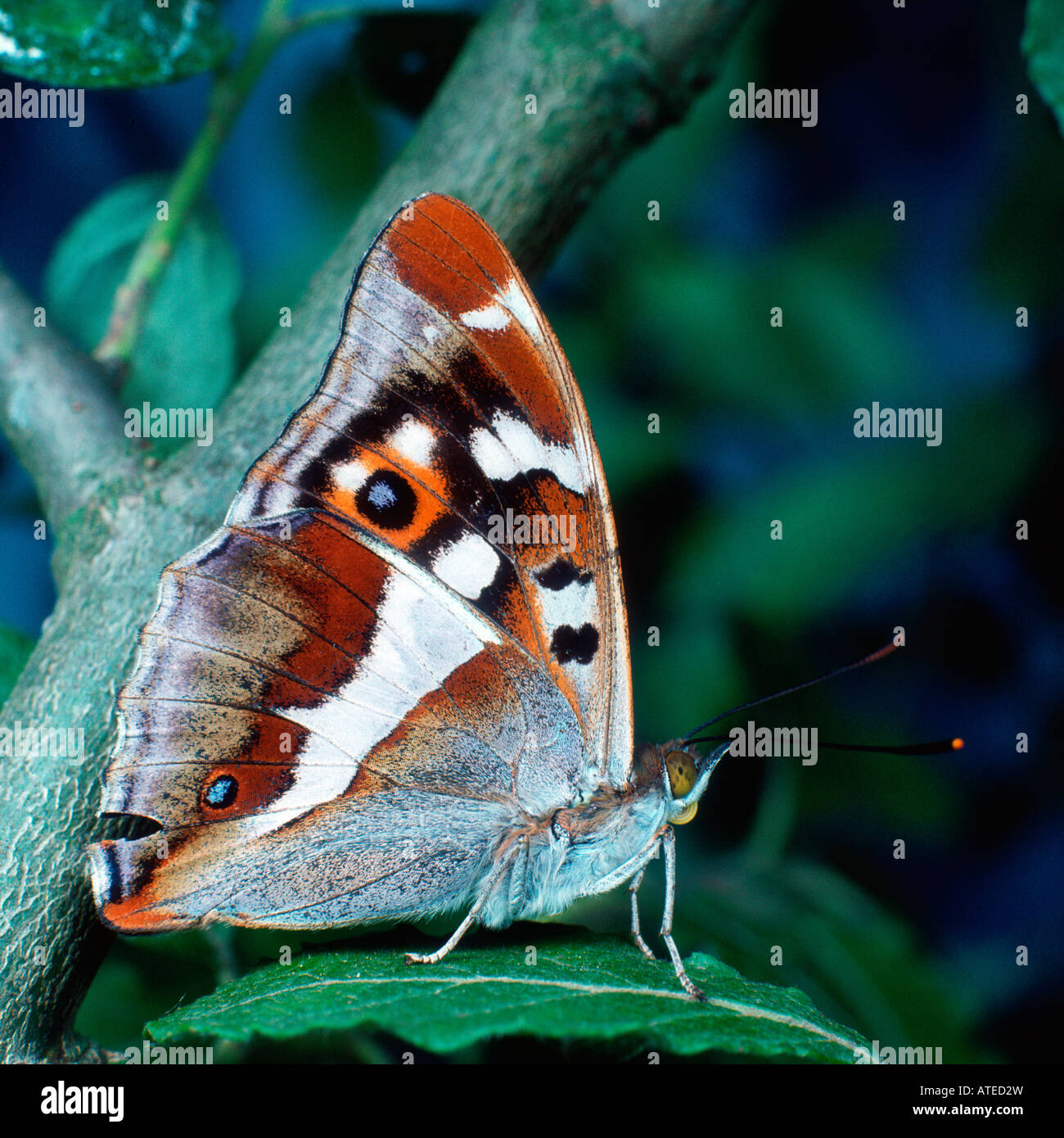Purple Emperor Butterfly Stock Photo - Alamy