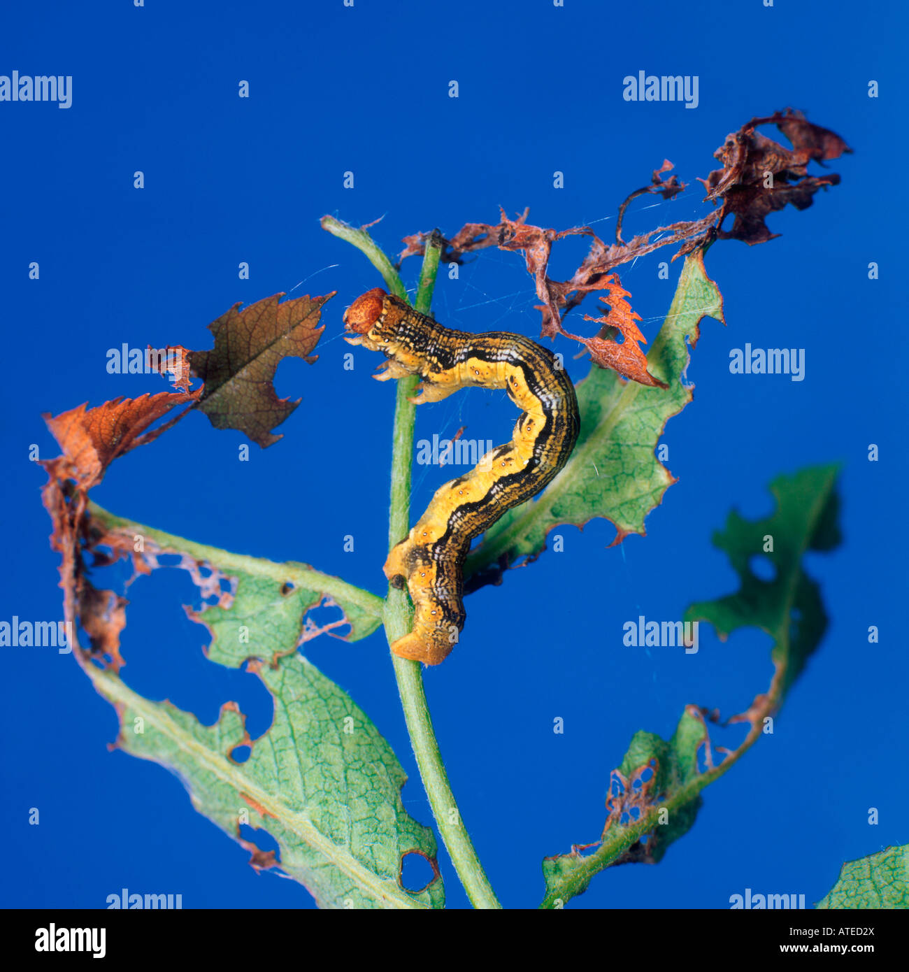 Mottled umber moth hi-res stock photography and images - Alamy