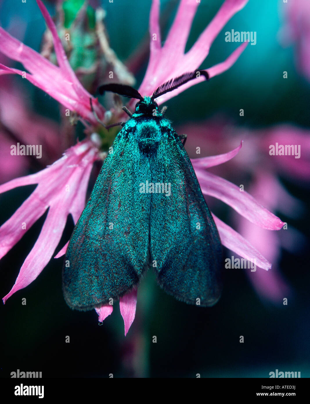 Common Forester Moth Stock Photo - Alamy