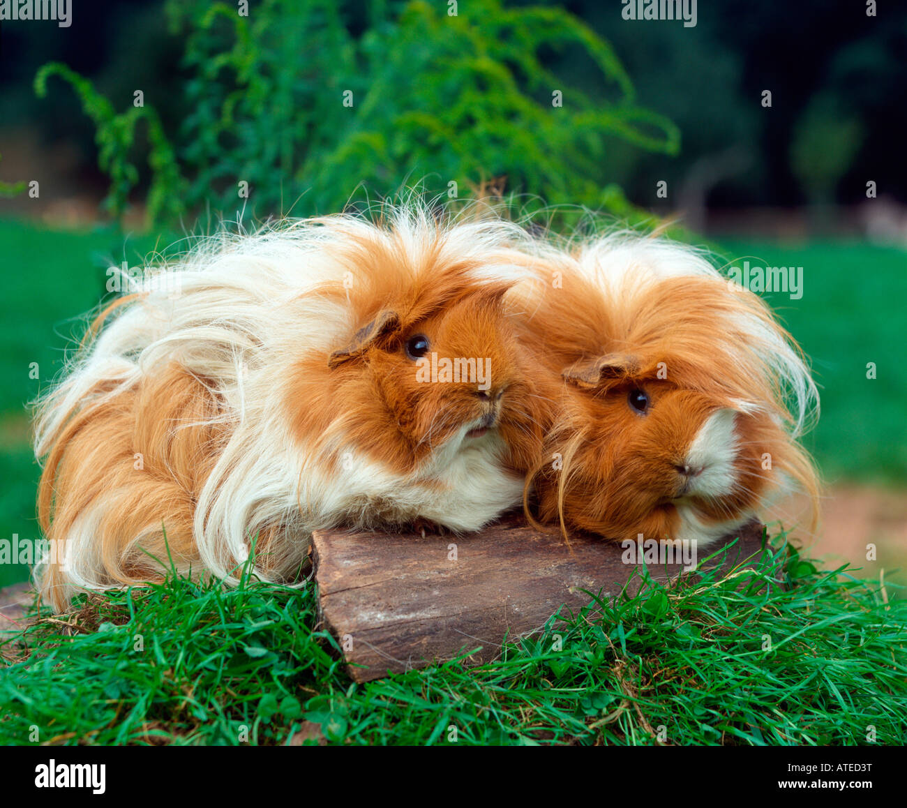 Angora guinea pig hi-res stock photography and images - Alamy