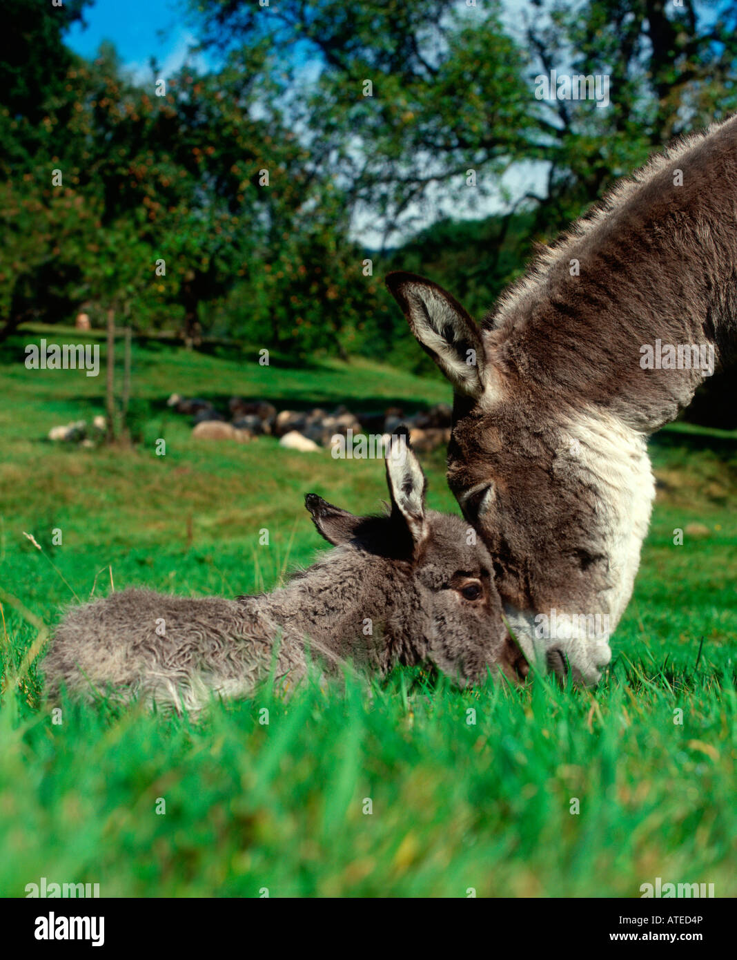Two lying donkeys hi-res stock photography and images - Alamy