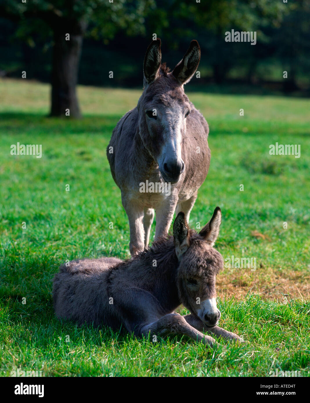 Two lying donkeys hi-res stock photography and images - Alamy