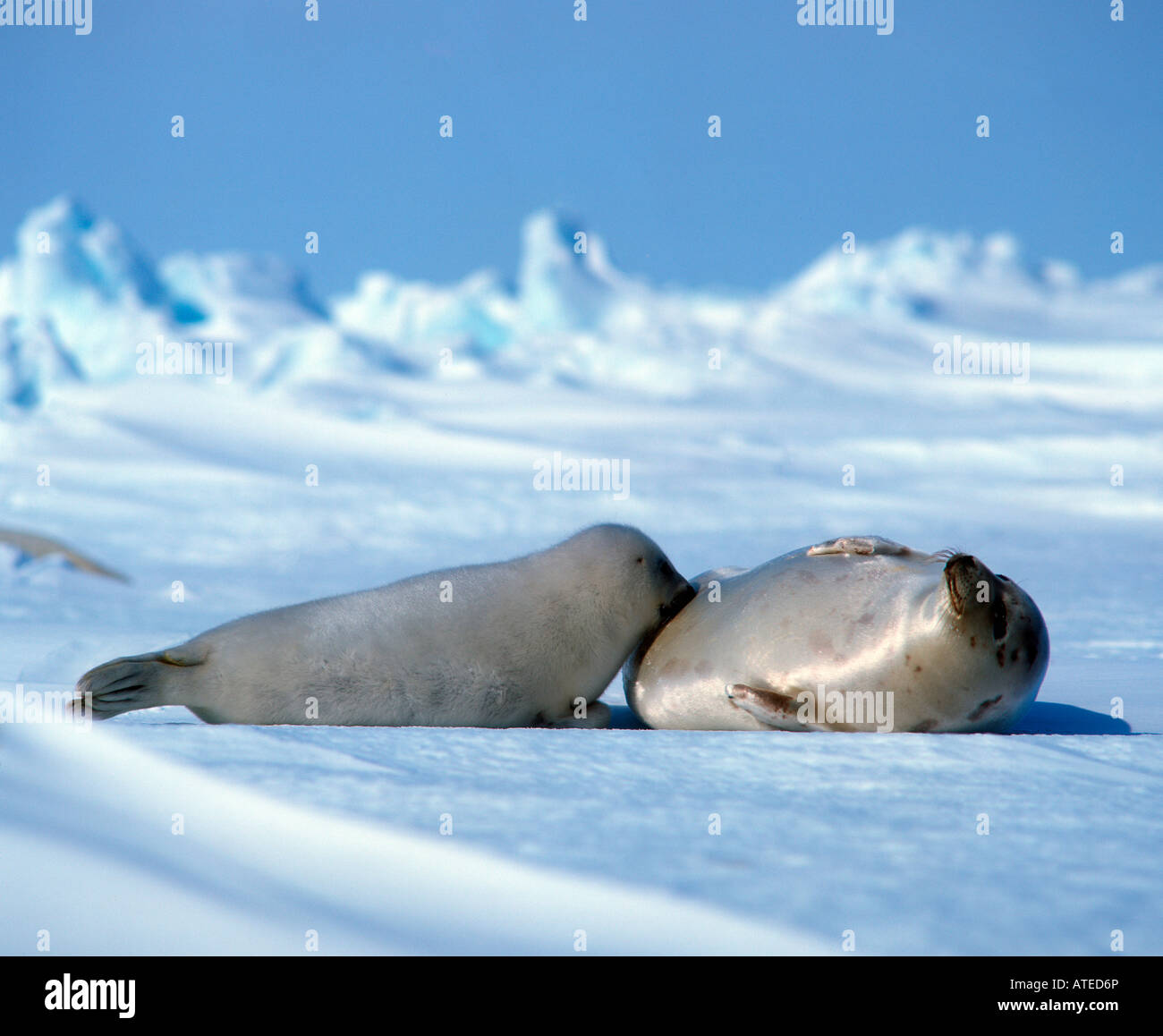 Two harp seals hi-res stock photography and images - Alamy