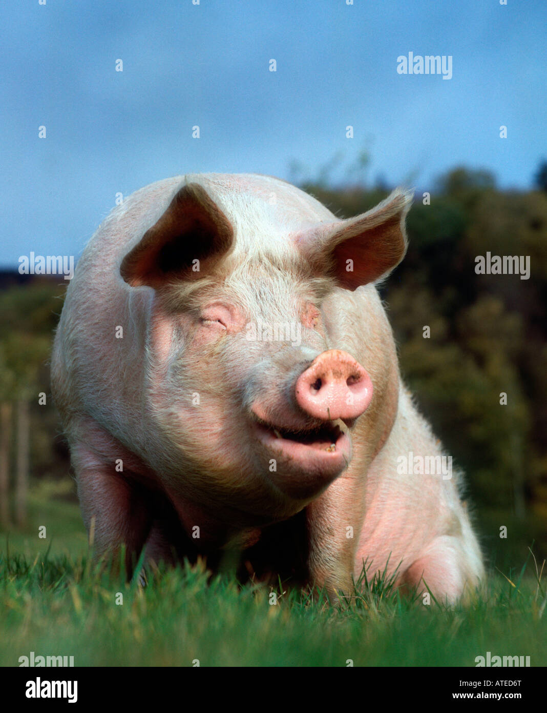 The domestic pig hi-res stock photography and images - Alamy