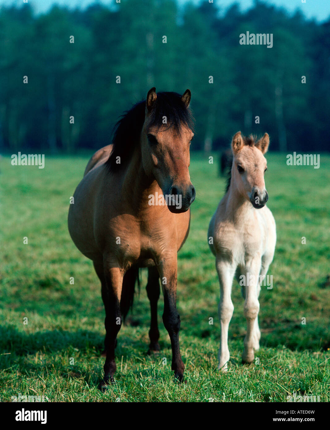Pony dulmen hi-res stock photography and images - Alamy