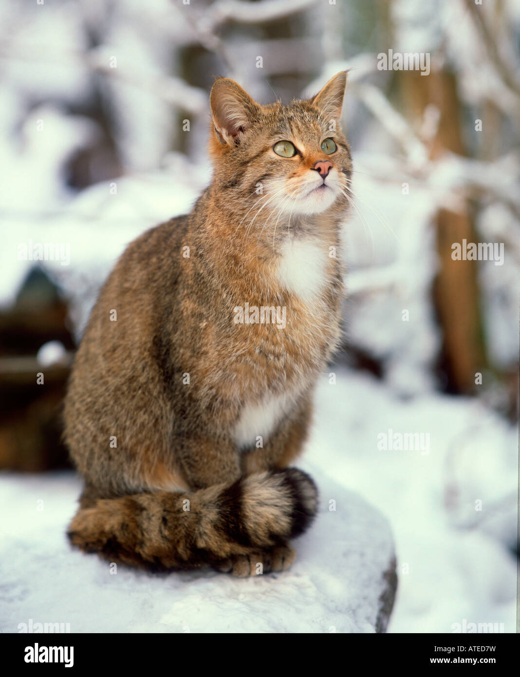Common Wild Cat, European Wild Cat Stock Photo - Alamy