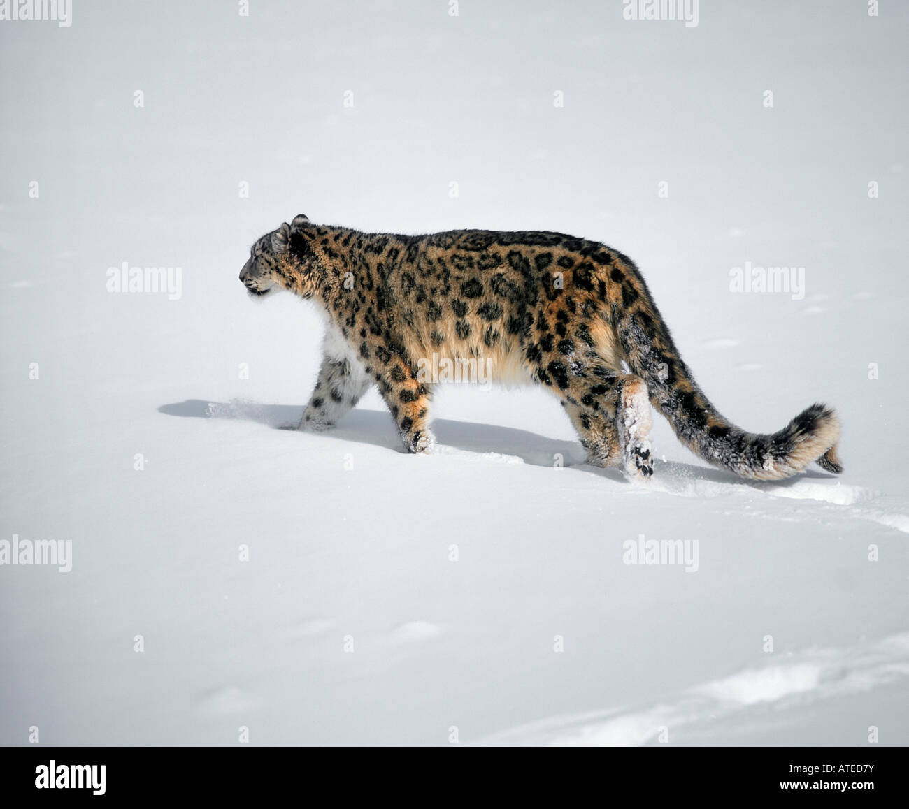 Snow Leopard, Irbis Stock Photo - Alamy