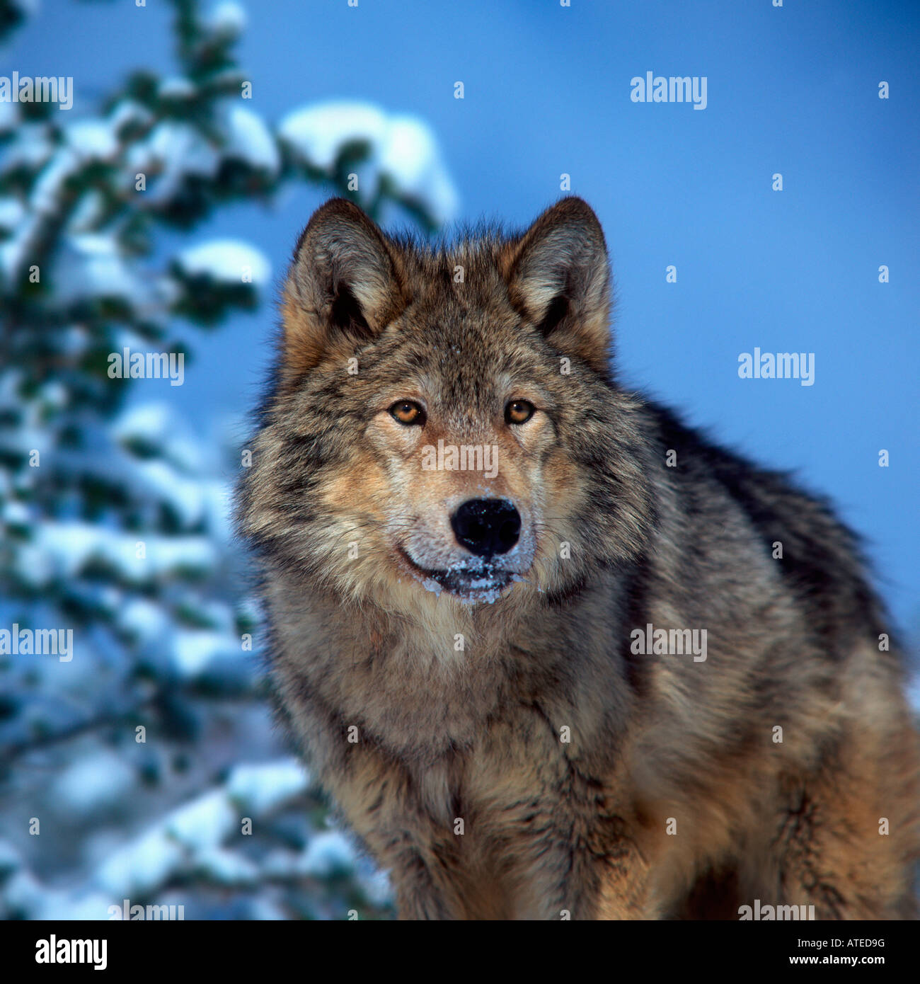 Wolf with hi-res stock photography and images - Alamy