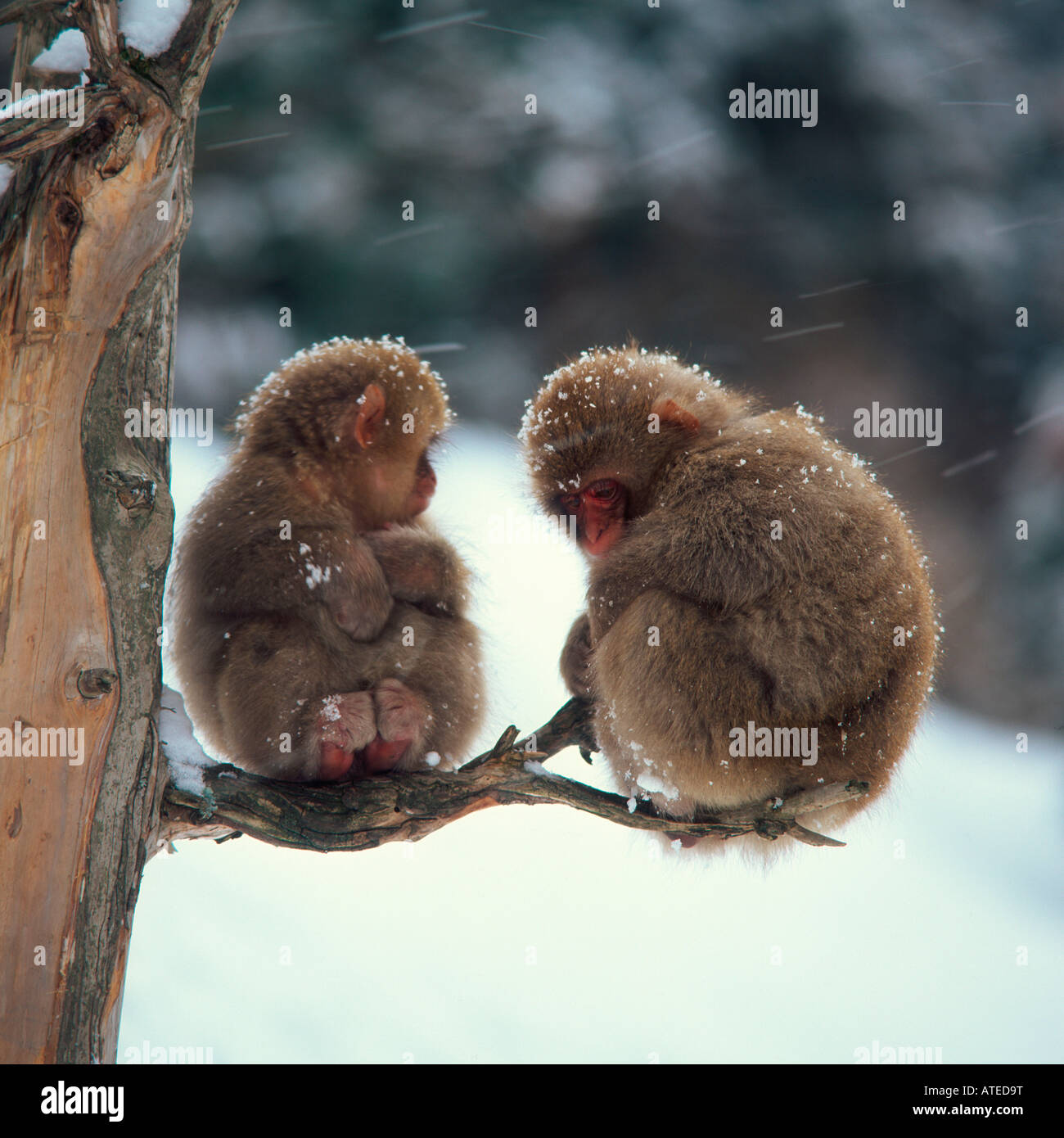 Two young japanese macaques hi-res stock photography and images - Alamy