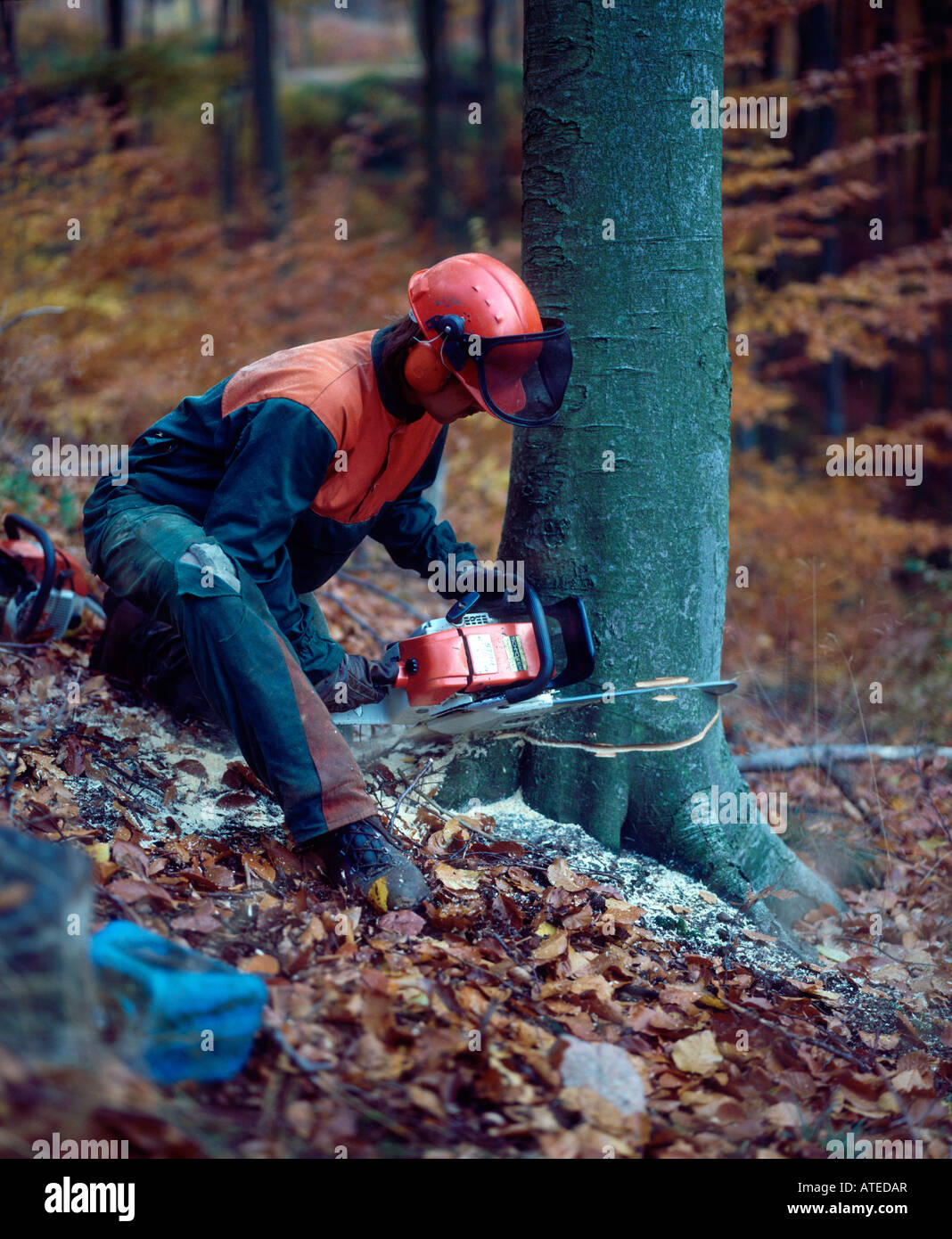 Man cutting Beech Tree Stock Photo - Alamy
