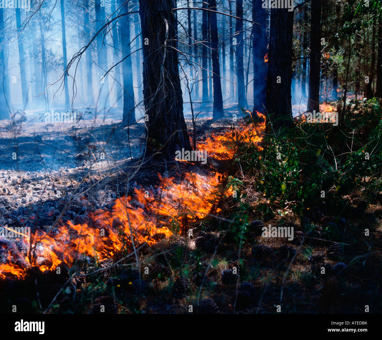 Bush fire hi-res stock photography and images - Alamy