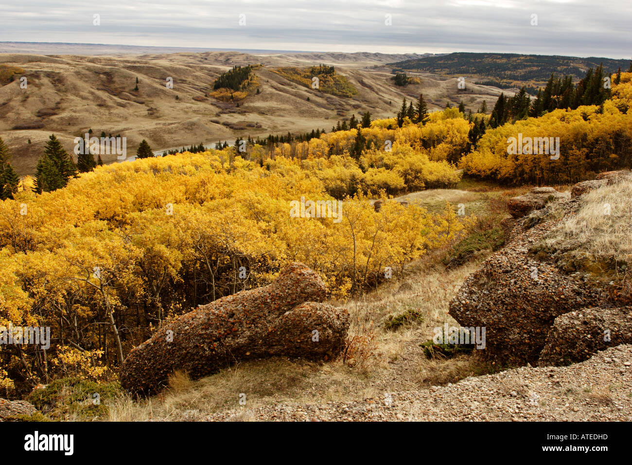 Cypress hills inter provincial park hi-res stock photography and images ...