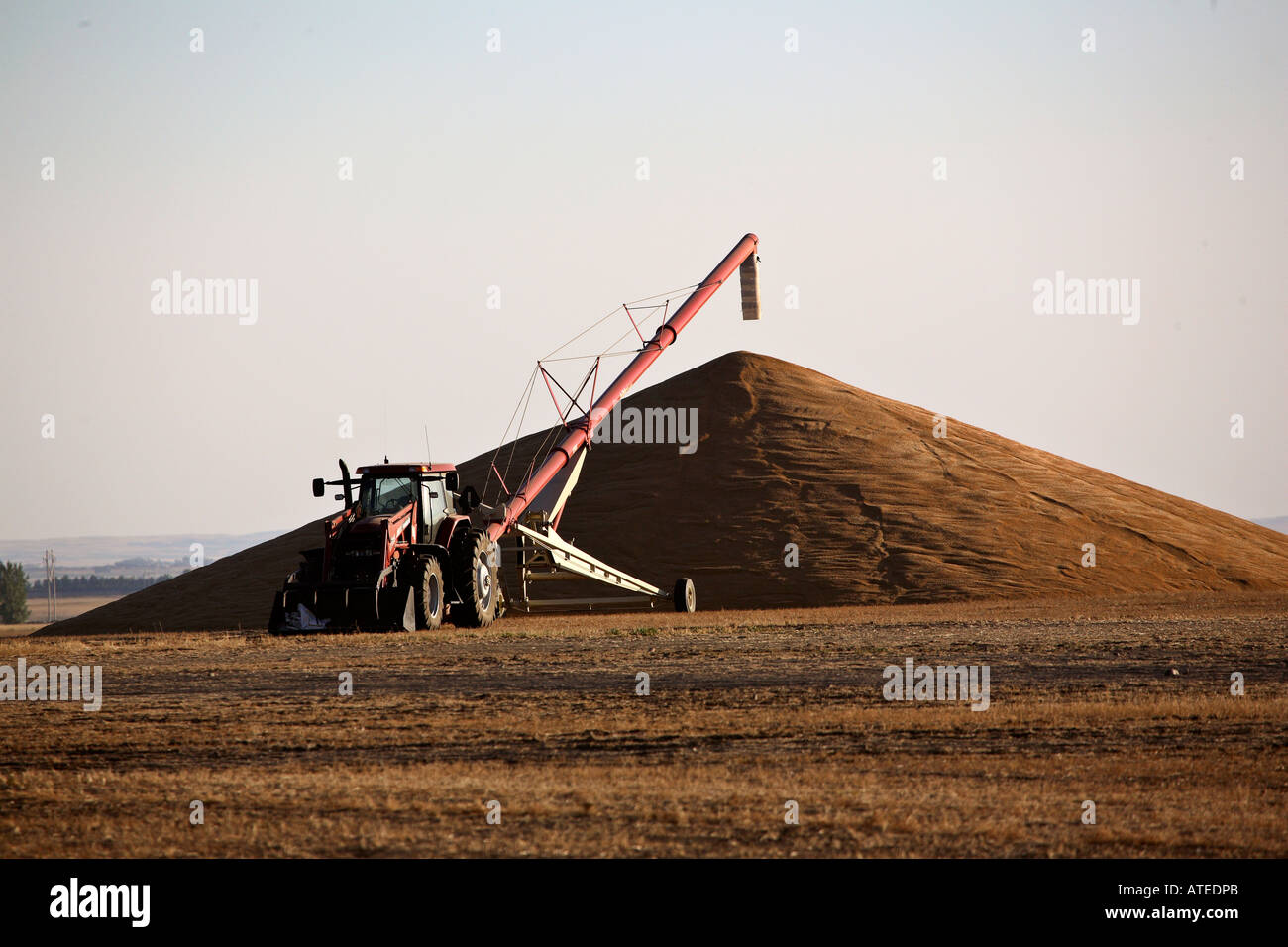 Grain pile from bumper crop in Saskatchewan Canada Stock Photo - Alamy
