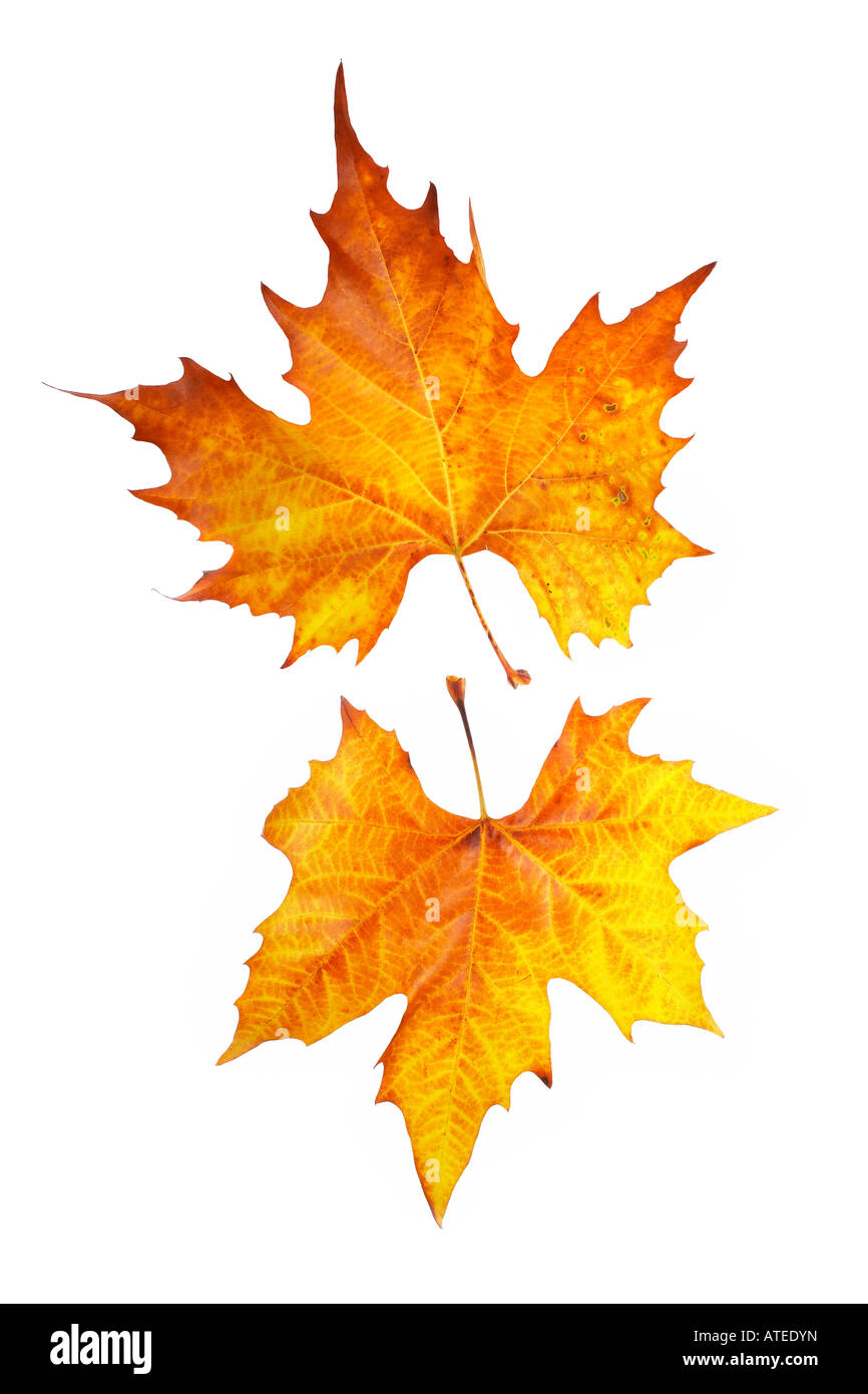 Two maple leaves isolated on white background Stock Photo - Alamy