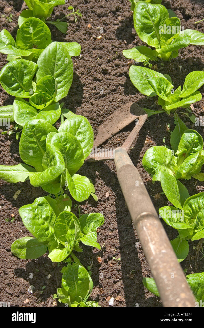 Hoeing garden hi-res stock photography and images - Alamy