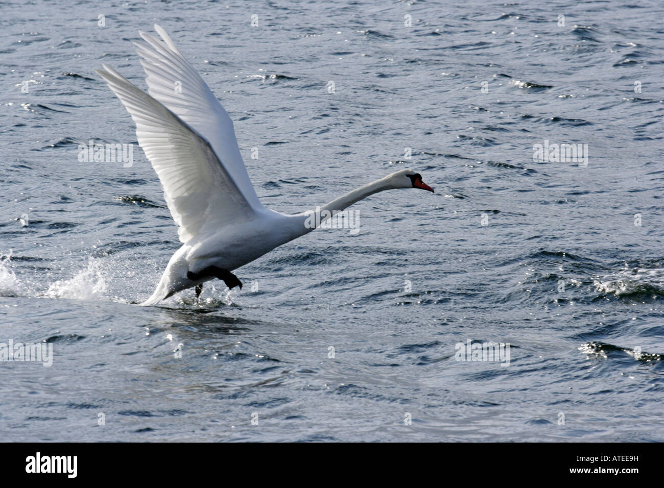 Swan taking off Stock Photo - Alamy