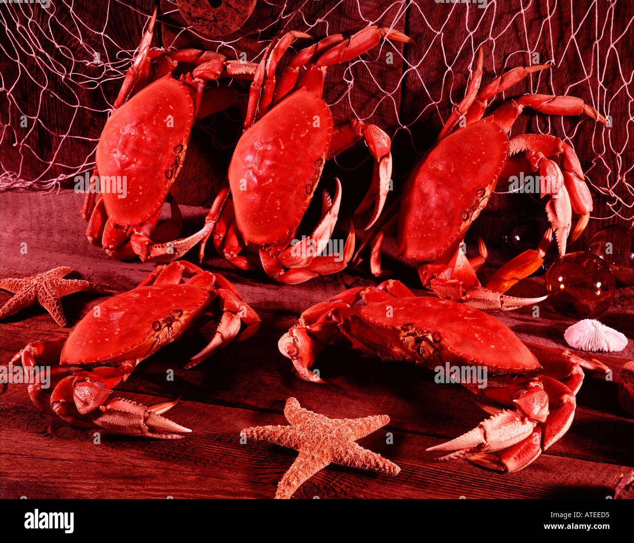 Dungeness crabs in a still life with a sea star and fishing netting on ...