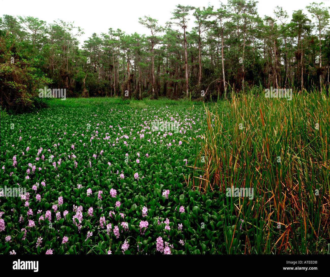 Everglades National Park in Florida showing a waterway choked with ...