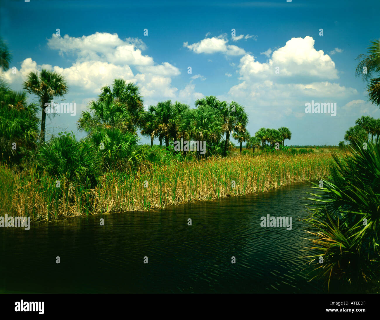 Everglades National Park in Florida with a waterway lined with native ...