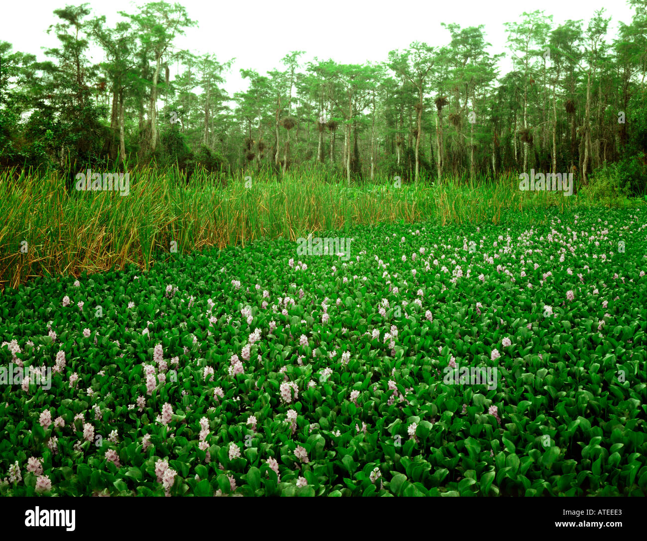 Everglades National Park in Florida showing a waterway choked with ...