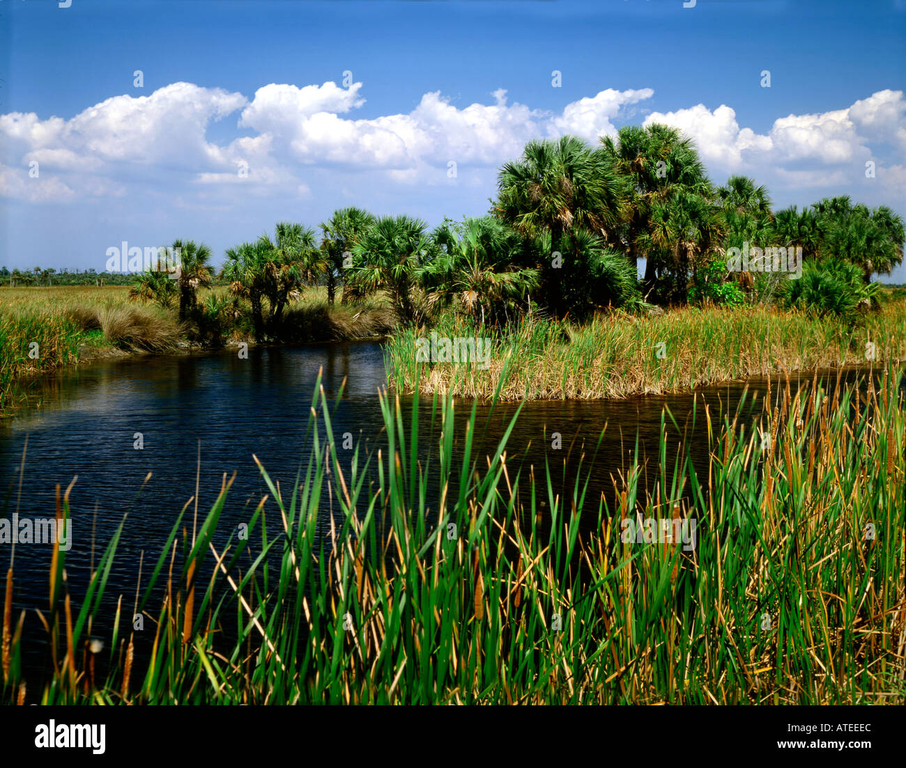 Everglades National Park in Florida with a waterway lined with native ...