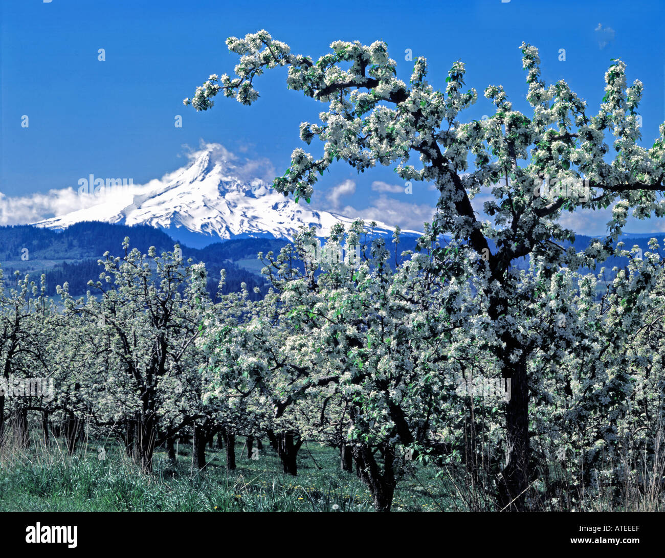 Hood River Valley of Oregon showing a fruit orchard in full Spring ...